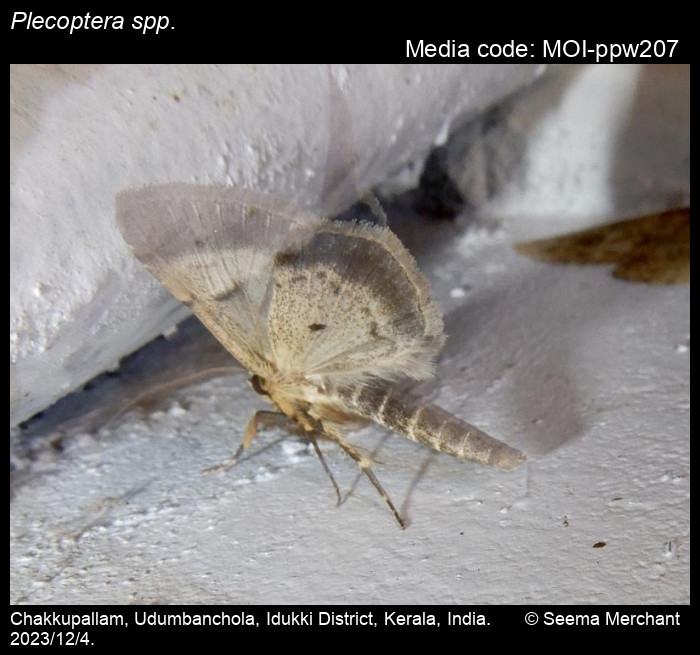Plecoptera spp. Guenée, 1852 - | Moths